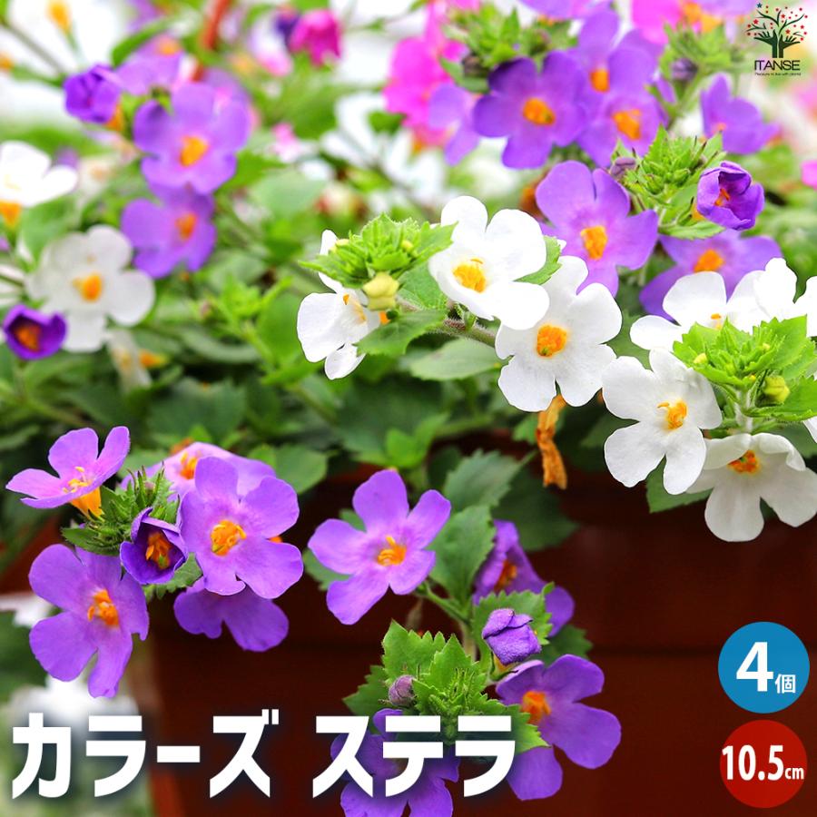 ITANSE カラーズ ステラ 花苗 10.5cm/お買い得4個セット 色MIX ハンギング ミックス 園芸品種 イタンセ公式 : 野菜苗・植物・青果物販売のITANSE - 通販 ...