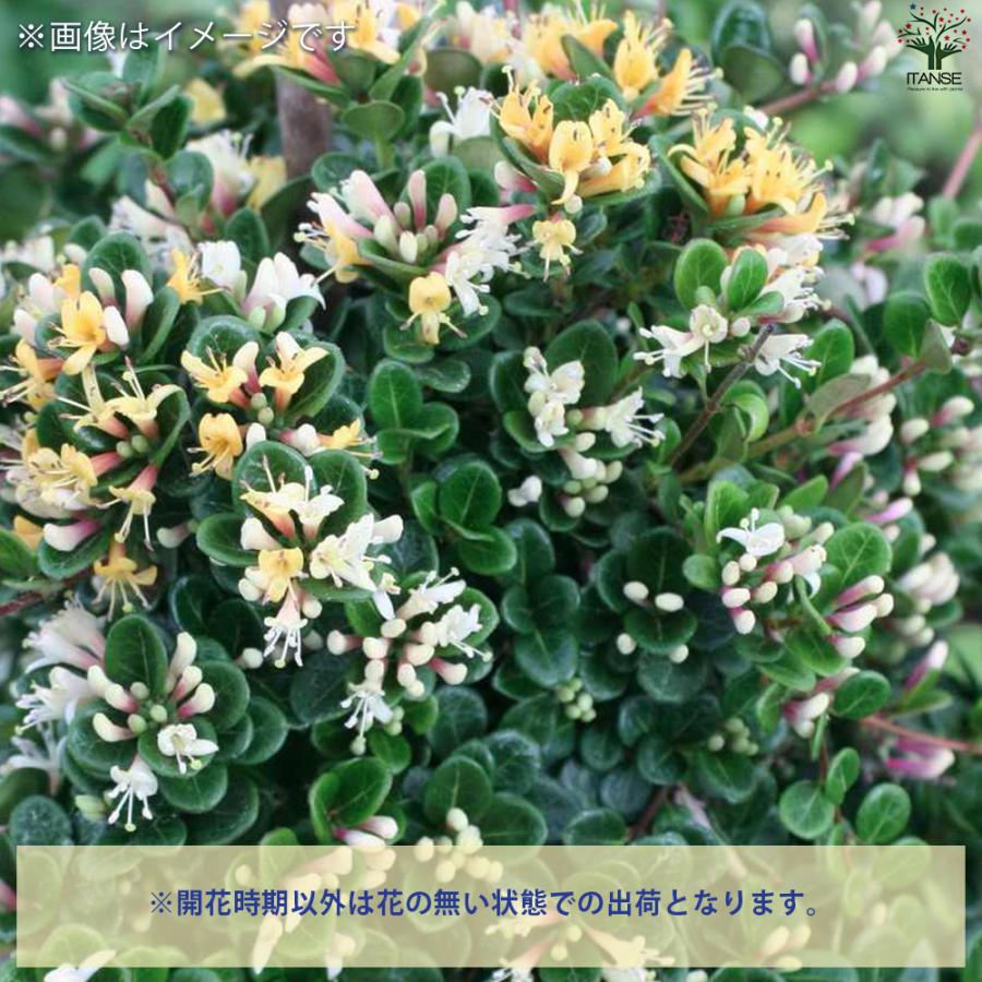 ITANSE ロニセラ リトルハニー 庭木 3号ポット/お買い得12個セット クラシフォリア クリーピング・ハニーサックル イタンセ公式 : 野菜苗・植物・青果物販売のITANSE - 通販 ...