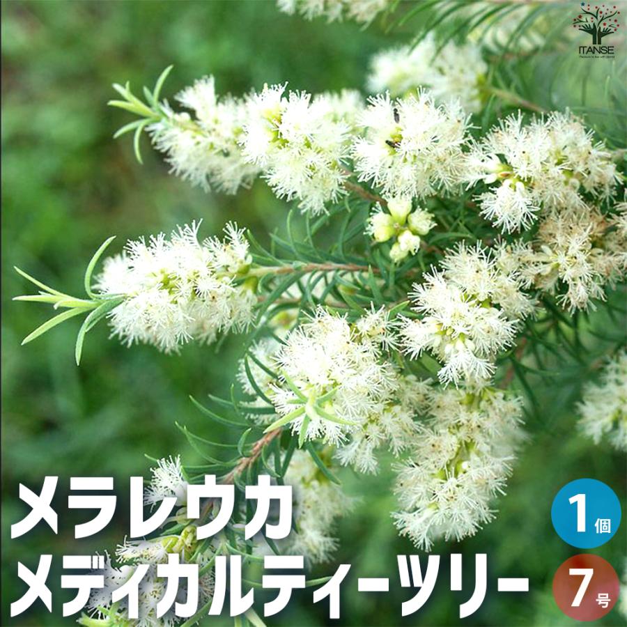 ITANSE メラレウカ メディカルティーツリー 庭木 7号ポット/1個売り ティーツリー 丈夫 花 多年草 イタンセ公式 : 野菜苗・植物・青果物販売のITANSE - 通販 - Yahoo ...