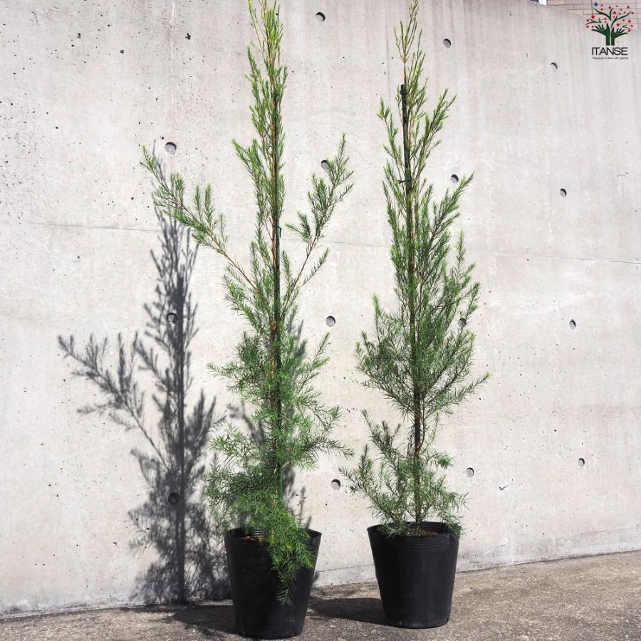 ITANSE メラレウカ メディカルティーツリー 庭木 7号ポット/1個売り ティーツリー 丈夫 花 多年草 イタンセ公式 : 野菜苗・植物・青果物販売のITANSE - 通販 - Yahoo ...