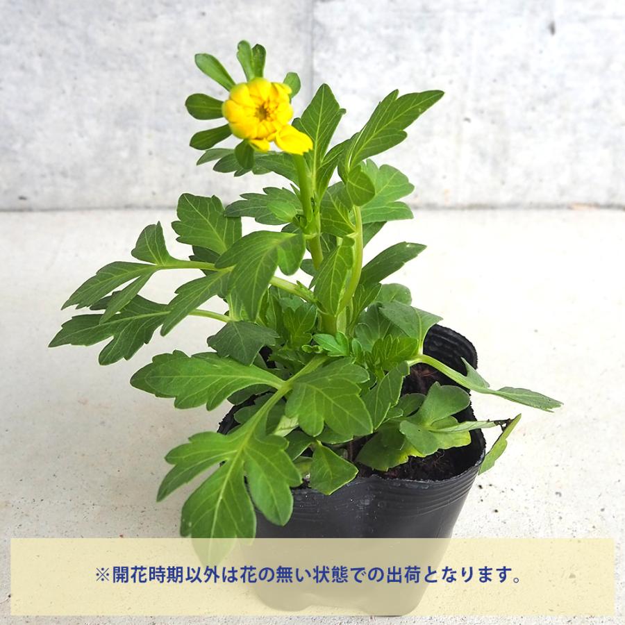 ITANSE レディダリア シャリ 花苗 10.5cmポット/お買い得8個セット ダラヤ ミーナ 球根植物 ツリーダリア イタンセ公式 : 野菜苗・植物・青果物販売のITANSE - 通販 ...