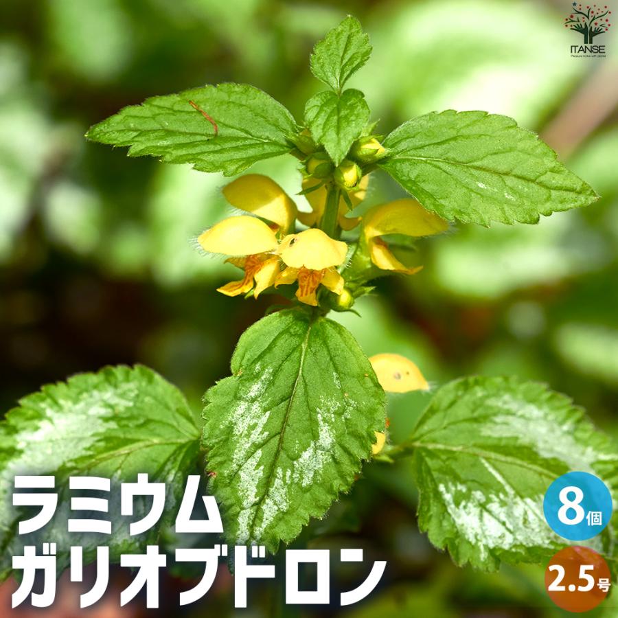 ITANSE ラミウム ガリオブドロン 花苗 2.5号ポット/お買い得8個セット カラーリーフ 踊子草 オドリコソウ イタンセ公式 : 野菜苗・植物・青果物販売のITANSE - 通販 ...
