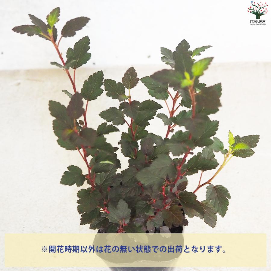 ITANSE アメリカテマリ リトルジョーカー 庭木 3号ポット/1個売り カラーリーフ 低木 ガーデニング イタンセ公式 :han04120:野菜苗・植物・青果物販売のITANSE - 通販 ...
