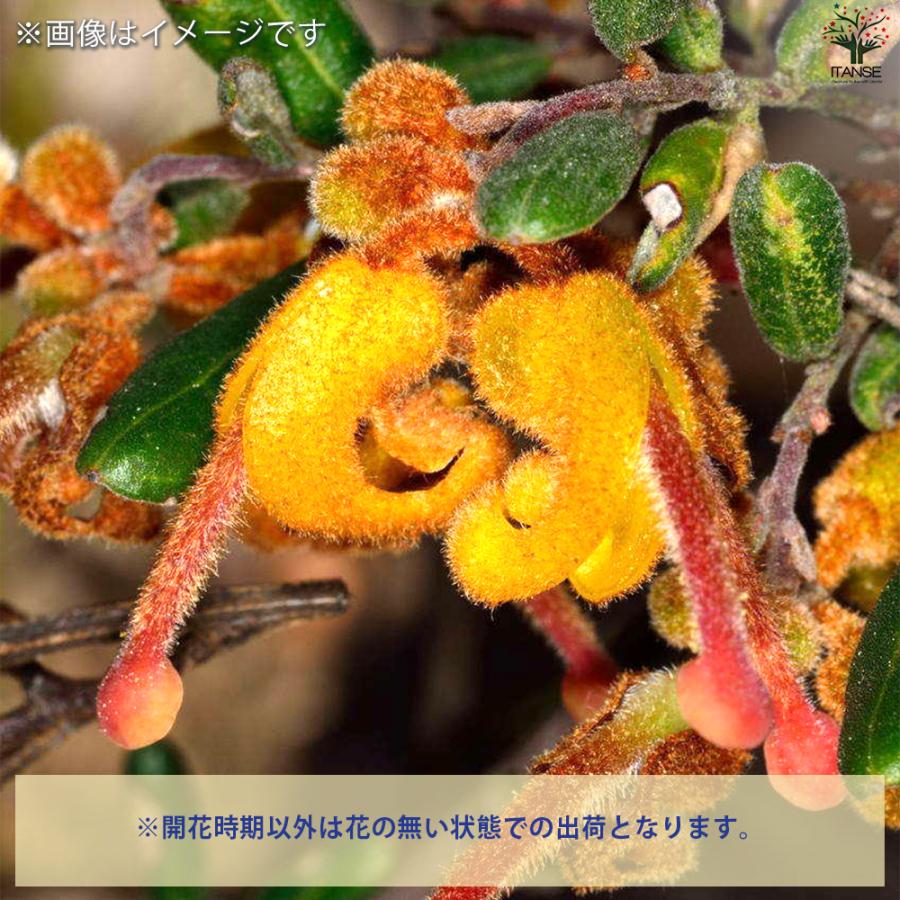 ITANSE グレビレア クリソフィア 庭木 5号鉢/1個売り ネイティブプランツ オージープランツ イタンセ公式 : 野菜苗・植物・青果物販売のITANSE - 通販 - Yahoo!ショッピング