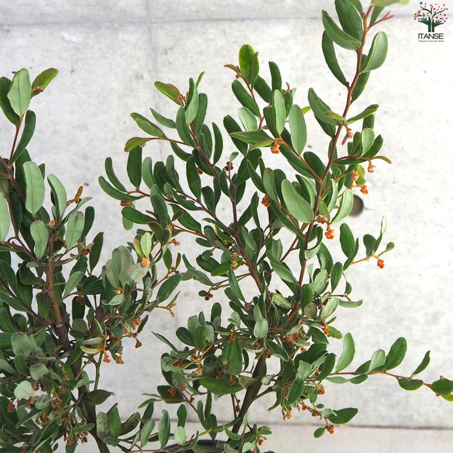 ITANSE グレビレア クリソフィア 庭木 5号鉢/1個売り ネイティブプランツ オージープランツ イタンセ公式 : 野菜苗・植物・青果物販売のITANSE - 通販 - Yahoo!ショッピング