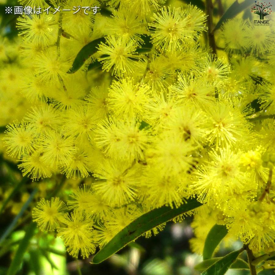 ITANSE アカシア テレサ 庭木 3.5号ポット/1個売り 黄色い花 オージープランツ ネイティブフラワー イタンセ公式 : han04134 : 野菜苗・植物・青果物販売のITANSE ...
