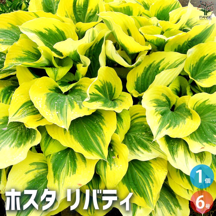 ITANSE ホスタ リバティ 花苗 6号鉢/1個売り ギボウシ 擬宝珠 シェードガーデン 花の苗 イタンセ公式 : 野菜苗・植物・青果物販売のITANSE - 通販 - Yahoo!ショッピング