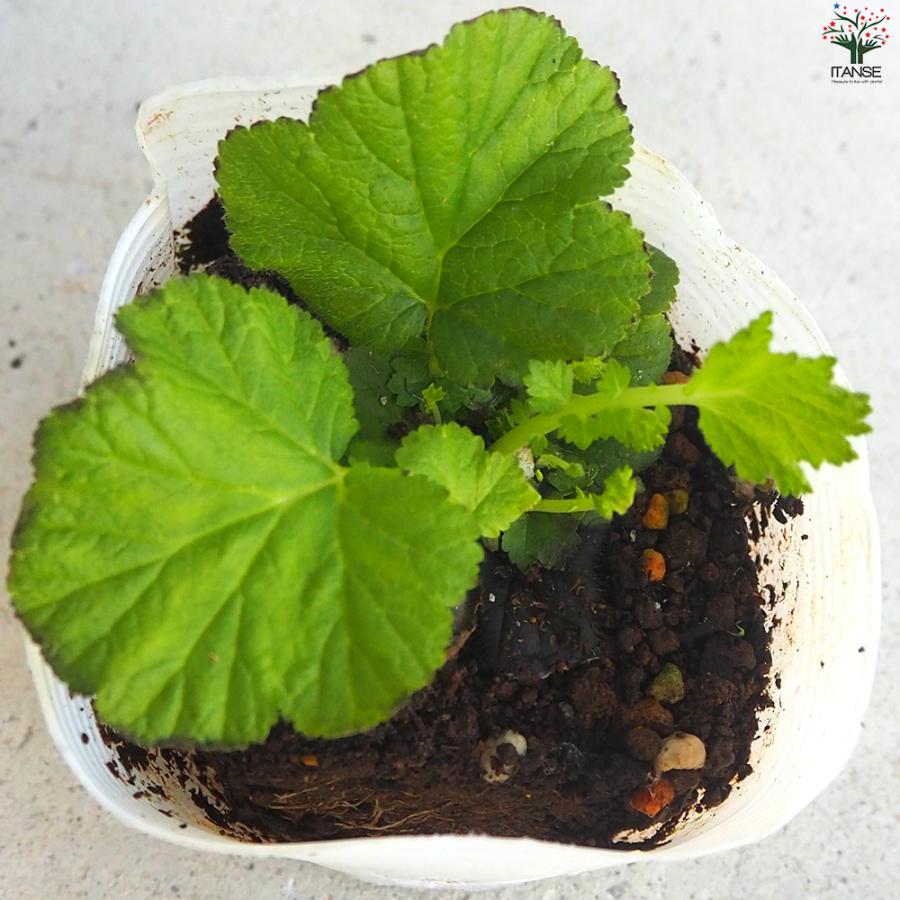 ITANSE ゲウム コイ 花苗 3.5cmポット/お買い得3個セット 花の苗 花 苗 ガーデニング イタンセ公式 : 野菜苗・植物・青果物販売のITANSE - 通販 - Yahoo!ショッピング