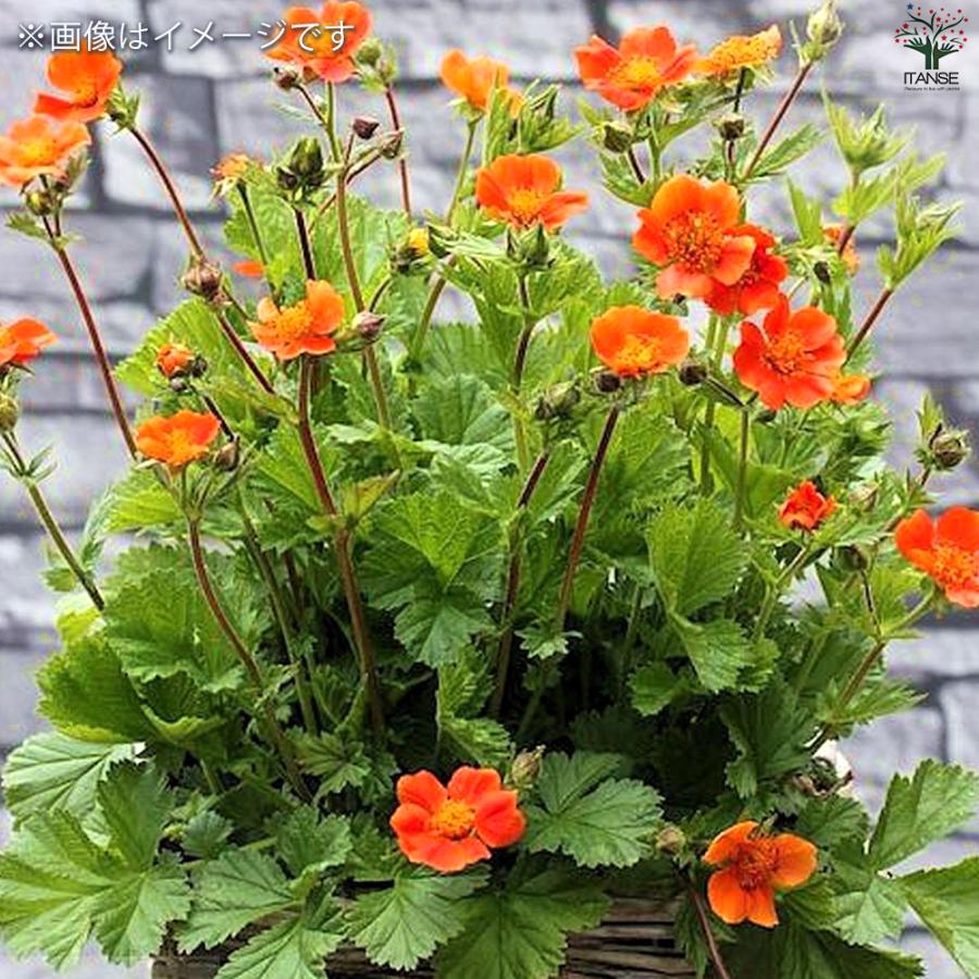 ITANSE ゲウム コイ 花苗 3.5cmポット/お買い得6個セット 花の苗 花 苗 ガーデニング イタンセ公式 : 野菜苗・植物・青果物販売のITANSE - 通販 - Yahoo!ショッピング