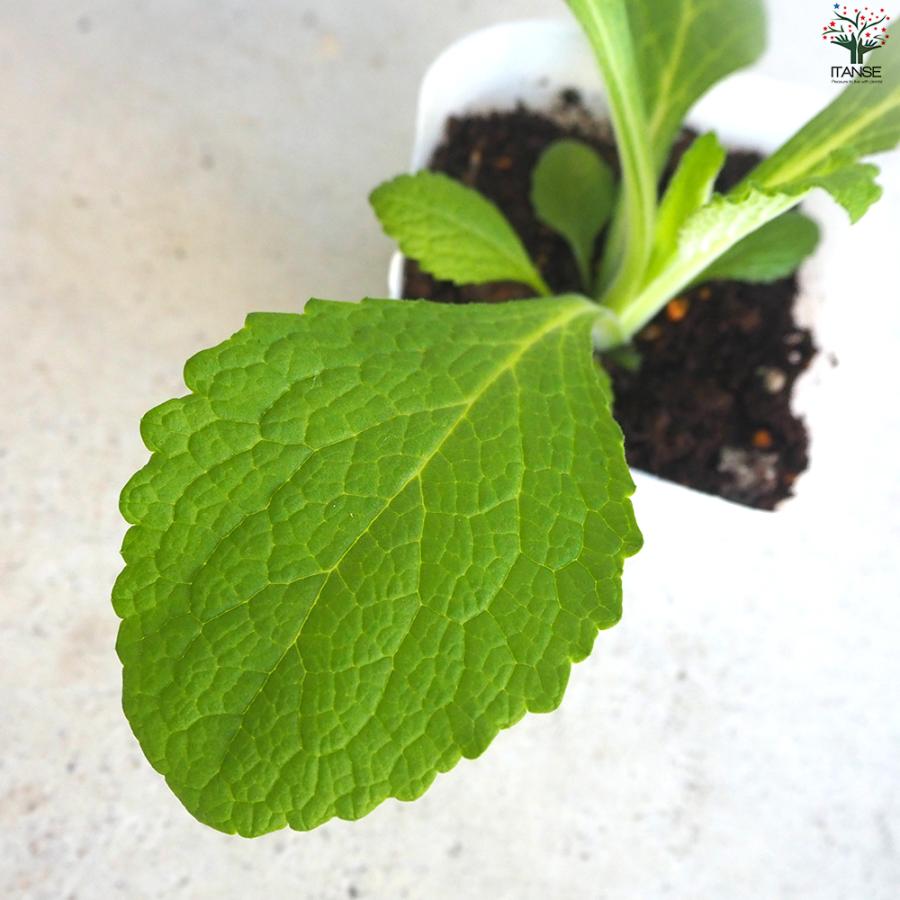 ITANSE ジギタリス ドッティローズ 花苗 3.5cmポット/お買い得2個セット ガーデニング 寄せ植え ベル 宿根草 イタンセ公式 : 野菜苗・植物・青果物販売のITANSE - 通販 ...