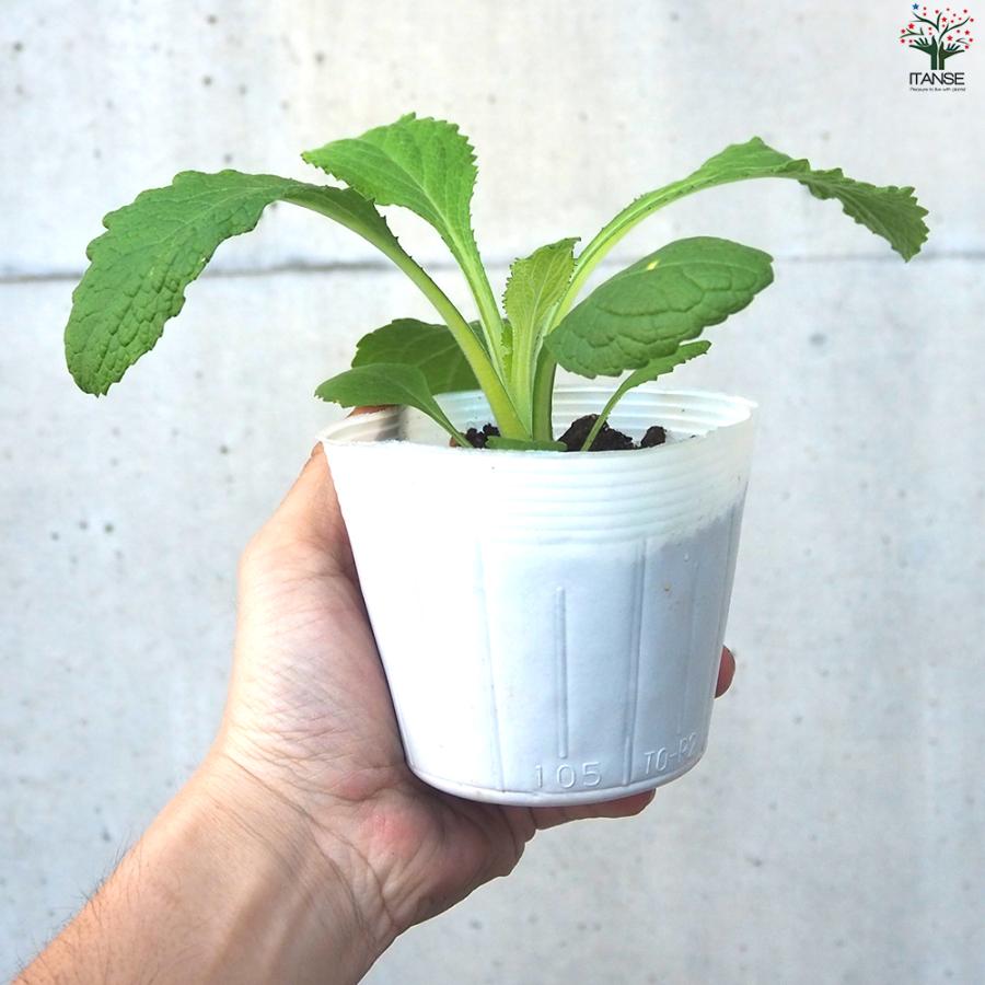 ITANSE ジギタリス ドッティローズ 花苗 3.5cmポット/お買い得2個セット ガーデニング 寄せ植え ベル 宿根草 イタンセ公式 : 野菜苗・植物・青果物販売のITANSE - 通販 ...