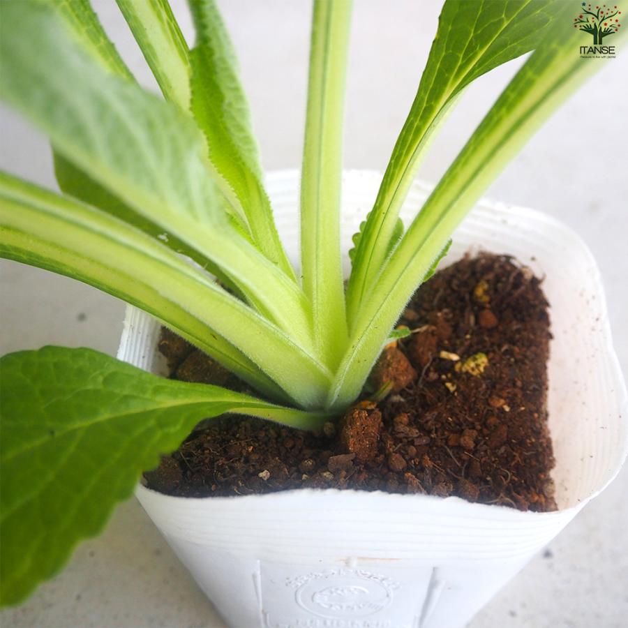 ITANSE ジギタリス ドッティウォームローズ 花苗 3.5cmポット/1個売りガーデニング 寄せ植え 宿根草 イタンセ公式 :han04201:野菜苗・植物・青果物販売のITANSE ...