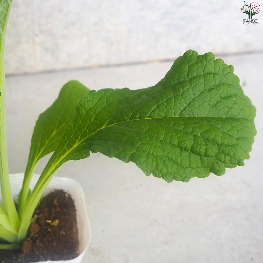 ITANSE ジギタリス ドッティウォームローズ 花苗 3.5cmポット/1個売りガーデニング 寄せ植え 宿根草 イタンセ公式 :han04201:野菜苗・植物・青果物販売のITANSE ...