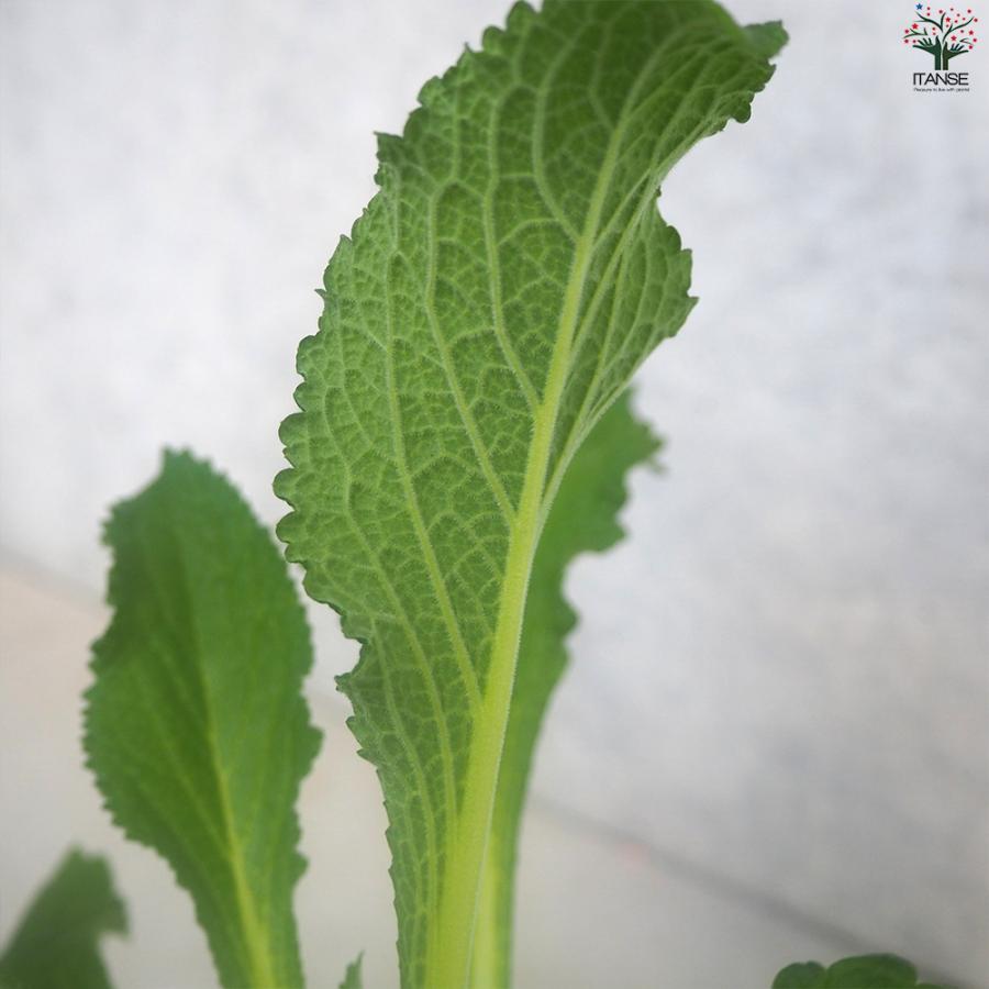 ITANSE ジギタリス ドッティウォームローズ 花苗 3.5cmポット/1個売りガーデニング 寄せ植え 宿根草 イタンセ公式 :han04201:野菜苗・植物・青果物販売のITANSE ...