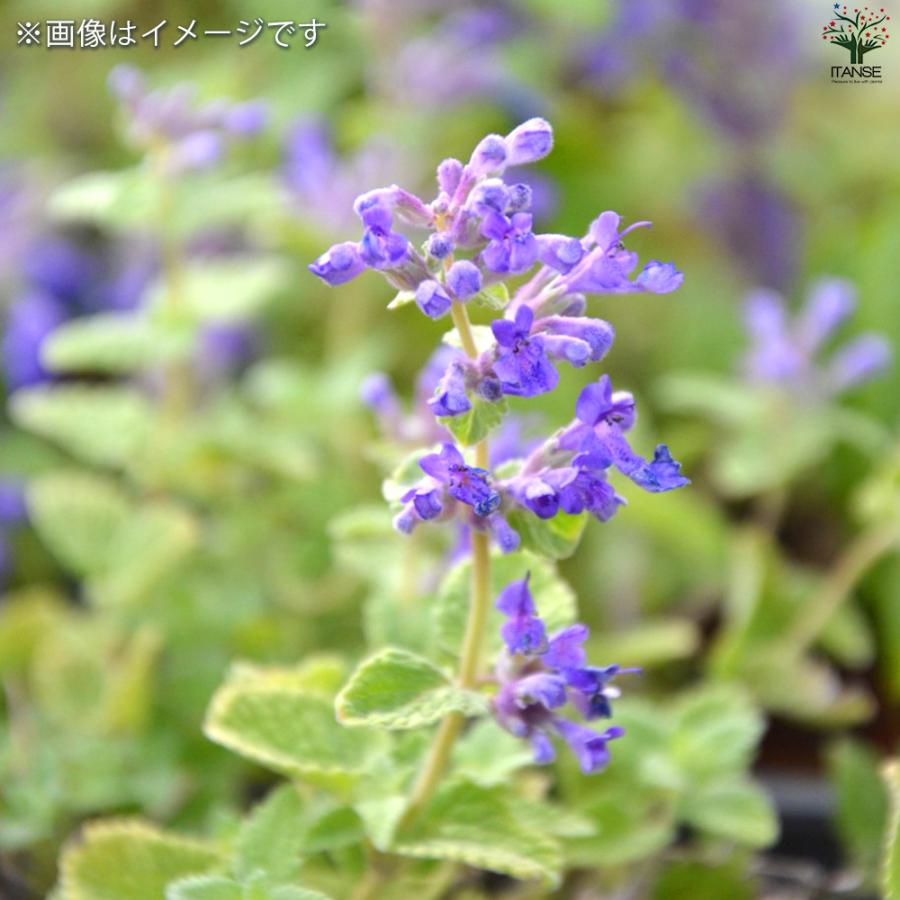 ITANSE カラミンサ ネペタ ライムミント 花苗 3.5cmポット/1個売りガーデニング イタンセ公式 : han04213 : 野菜苗・植物・青果物販売のITANSE - 通販 ...