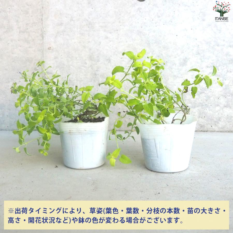 ITANSE カラミンサ ネペタ ライムミント 花苗 3.5cmポット/お買い得6個セットガーデニング イタンセ公式 : 野菜苗・植物・青果物販売のITANSE - 通販 - Yahoo!ショッピング