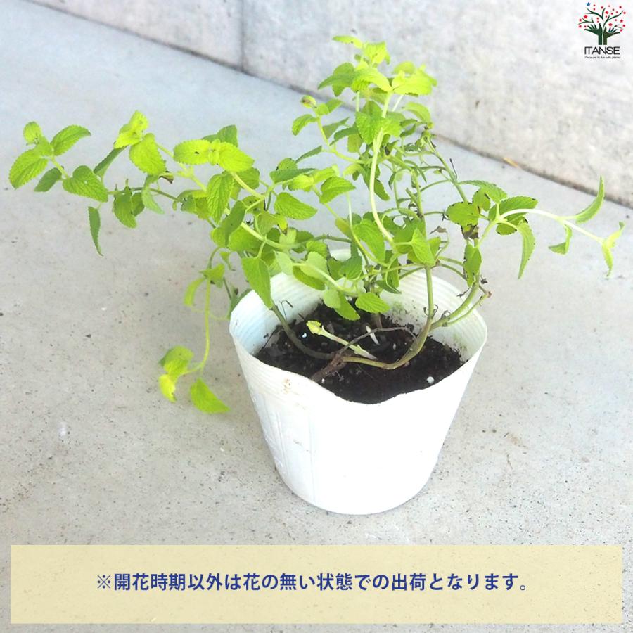 ITANSE カラミンサ ネペタ ライムミント 花苗 3.5cmポット/お買い得6個セットガーデニング イタンセ公式 : 野菜苗・植物・青果物販売のITANSE - 通販 - Yahoo!ショッピング