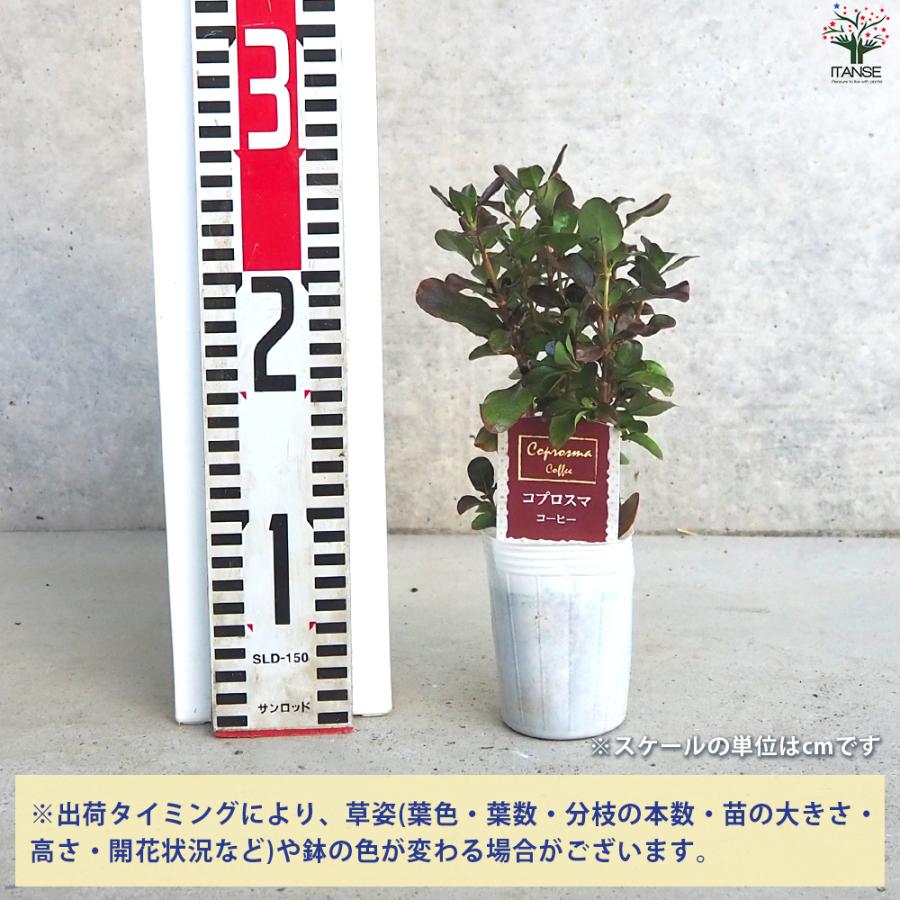ITANSE コプロスマ コーヒー 花苗 2.5号ポット/1個売り カラーリーフオージープランツ イタンセ公式 : 野菜苗・植物・青果物販売のITANSE - 通販 - Yahoo!ショッピング