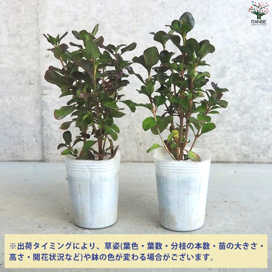 ITANSE コプロスマ コーヒー 花苗 2.5号ポット/1個売り カラーリーフオージープランツ イタンセ公式 : 野菜苗・植物・青果物販売のITANSE - 通販 - Yahoo!ショッピング