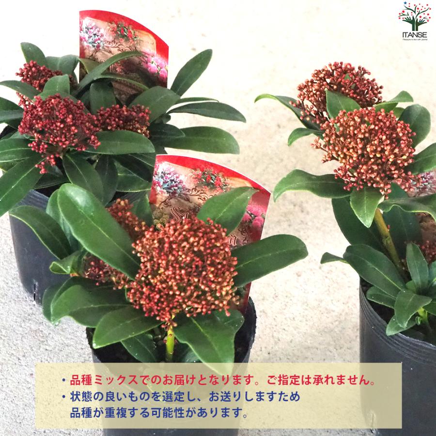 ITANSE スキミア セレクション 庭木 3号ポット/1個売りガーデニング 園芸品種 イタンセ公式 : 野菜苗・植物・青果物販売のITANSE - 通販 - Yahoo!ショッピング