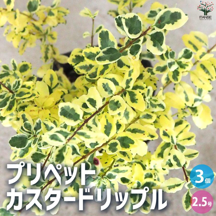 ITANSE プリペット カスタードリップル 庭木 2.5号ポット/お買い得3個セット ガーデニング イタンセ公式 : han04264 : 野菜苗・植物・青果物販売のITANSE - 通販 ...