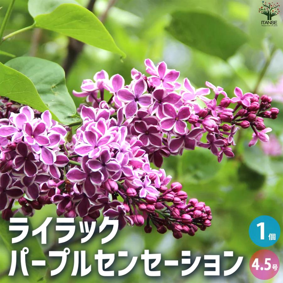 ITANSE ライラック パープルセンセーション 庭木 4.5号ポット/1個売り 紫花 ガーデニング イタンセ公式 : 野菜苗・植物・青果物販売のITANSE - 通販 - Yahoo!ショッピング