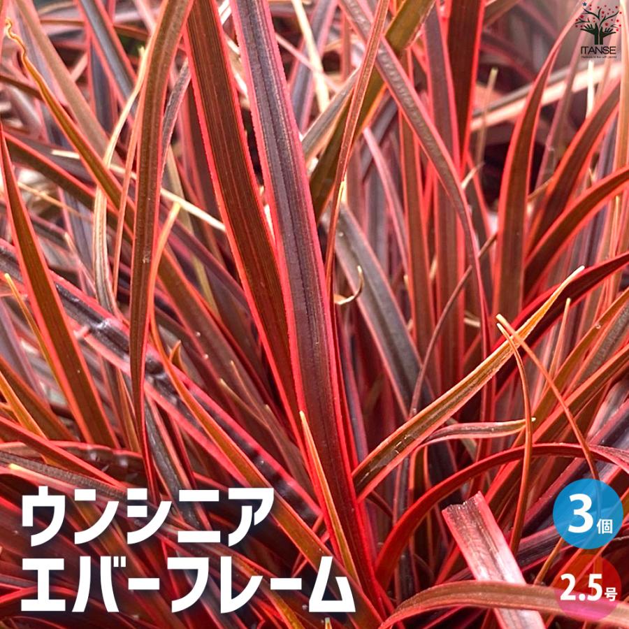 ITANSE ウンシニア エバーフレーム 花苗 2.5号ポット/お買い得3個セット ガーデニング イタンセ公式 : 野菜苗・植物・青果物販売のITANSE - 通販 - Yahoo!ショッピング
