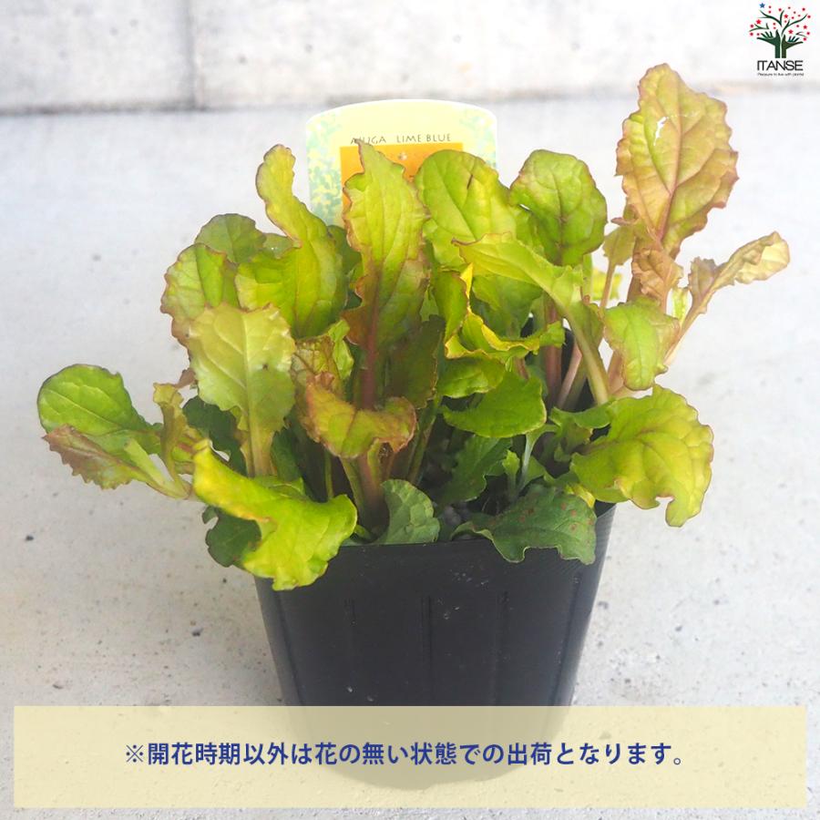 ITANSE アジュガ レプタンス 花苗 3〜3.5号ポット/お買い得6個セット アユガ 西洋キランソウ ガーデニングイタンセ公式 : 野菜苗・植物・青果物販売のITANSE - 通販 ...