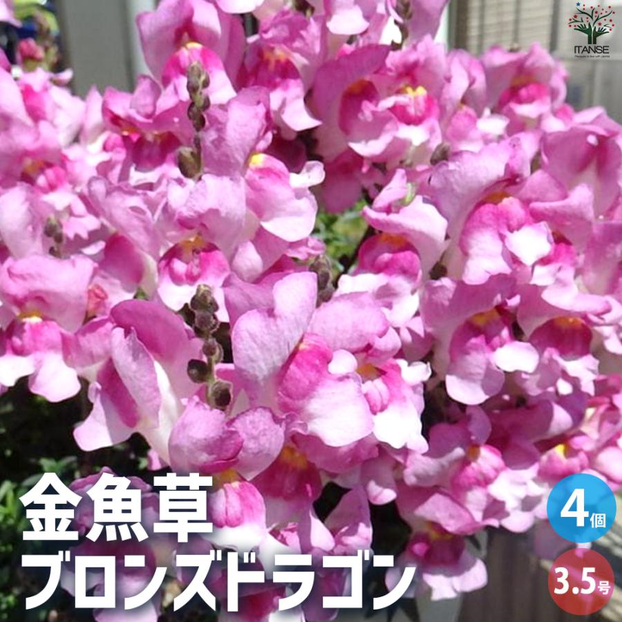 ITANSE 金魚草 ブロンズドラゴン 花苗 3.5号ポット/お買い得4個セット 花の苗 カラーリーフ ピンクの花 ガーデニング : 野菜苗・植物・青果物販売のITANSE - 通販 ...