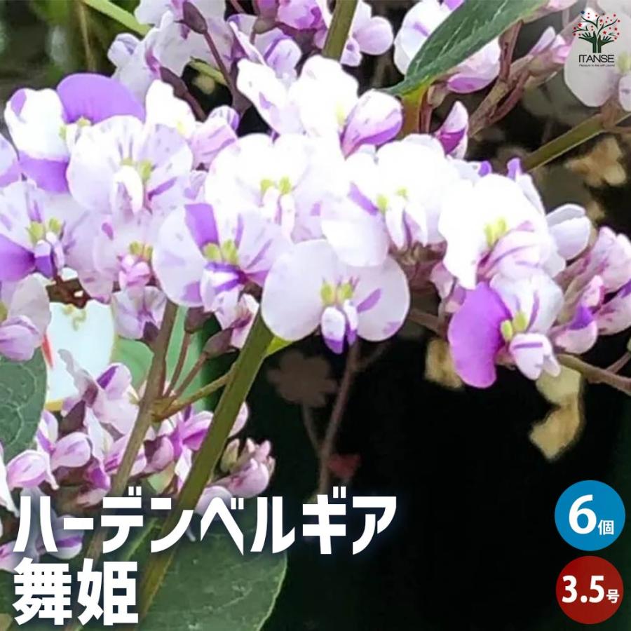 ITANSE ハーデンベルギア 舞姫 花木苗 3.5号/お買い得6個セット オーストラリア オージープランツ ツル性 ユニーク ガーデニング : 野菜苗・植物・青果物販売のITANSE ...
