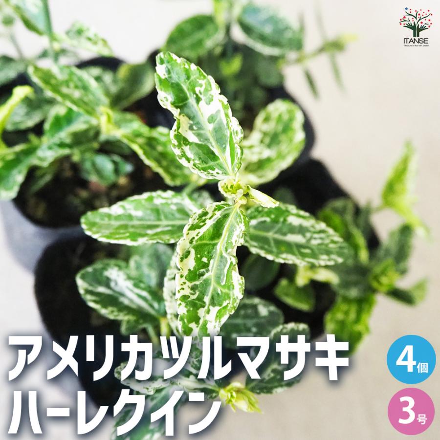 ITANSE アメリカツルマサキ ハーレクイン 花苗 3号ポット/お買い得4個セット 常緑 カラーリーフ グランドカバー 壁面 緑化 ツル性 : 野菜苗・植物・青果物販売のITANSE ...