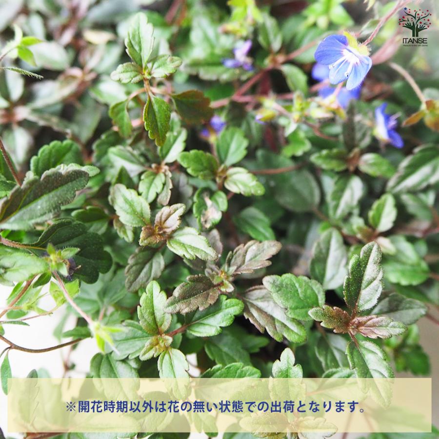 ITANSE ベロニカ オックスフォードブルー 花苗 3号ポット/お買い得2個セット オオバコ ゴマノハグサ クワガタソー : 野菜苗・植物・青果物販売のITANSE - 通販 - Yahoo ...
