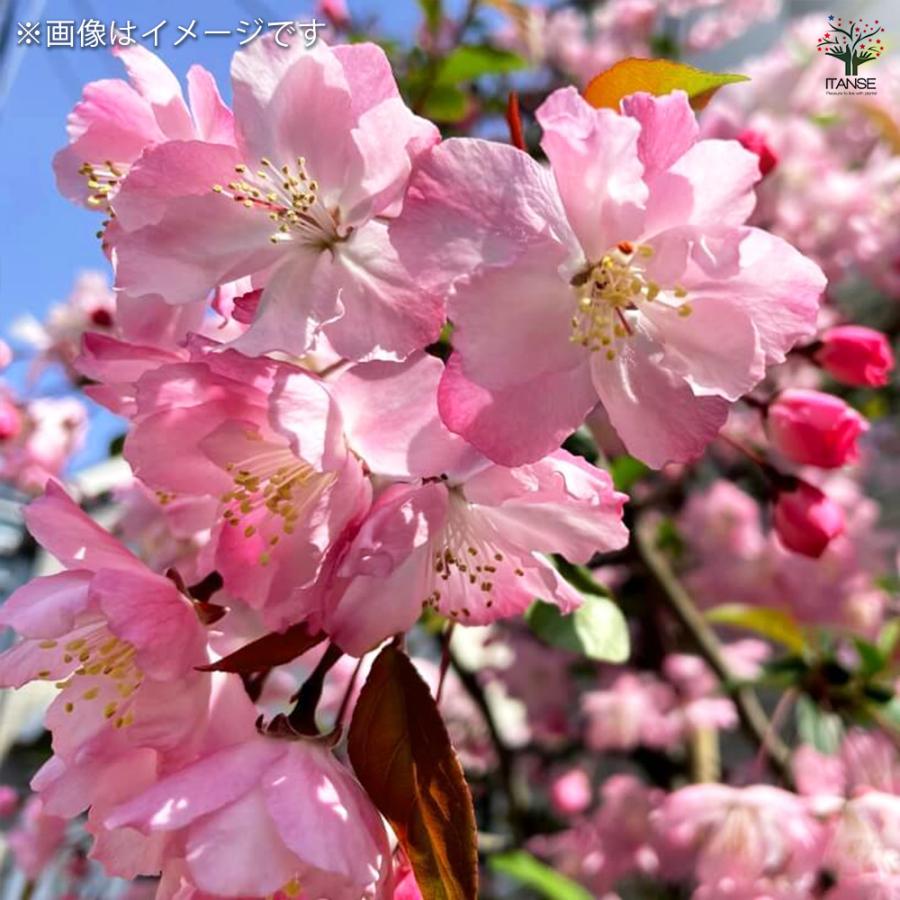 ITANSE ハナカイドウ 花木苗 6号ポット/1個売り ハナカイドウ カイドウ 花海棠 スイシカイドウ ナンキンカイドウ : han04580 : 野菜苗・植物・青果物販売のITANSE ...