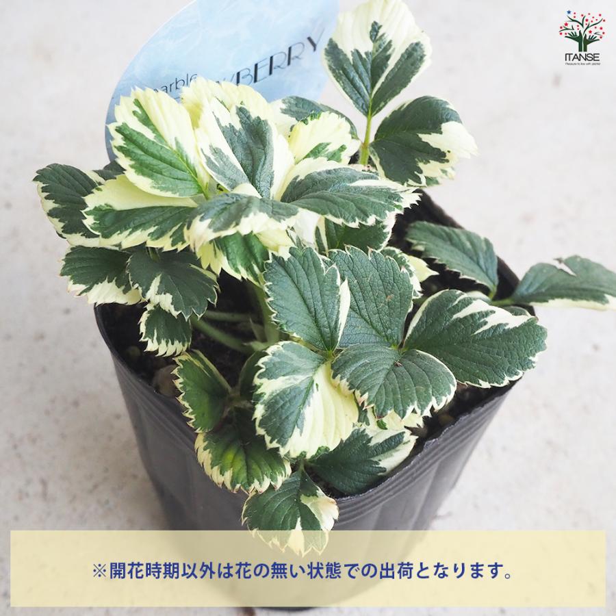 ITANSE 斑入イチゴ マーブルストロベリー 花苗 3号ポット/1個売り 斑入り 苺 イチゴ いちご 観賞用 玄関 庭 ベランダ : 野菜苗・植物・青果物販売のITANSE - 通販 ...