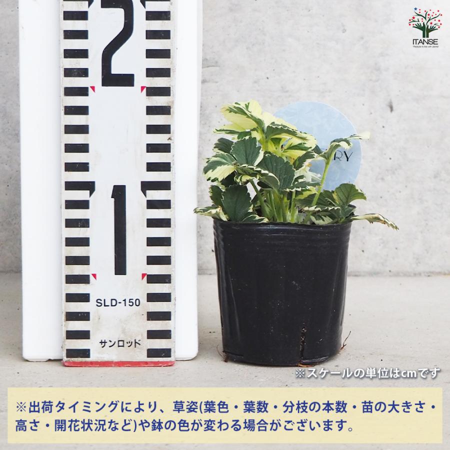 ITANSE 斑入イチゴ マーブルストロベリー 花苗 3号ポット/お買い得6個セット 斑入り 苺 イチゴ 観賞用 玄関 庭 ベランダ : 野菜苗・植物・青果物販売のITANSE - 通販 ...