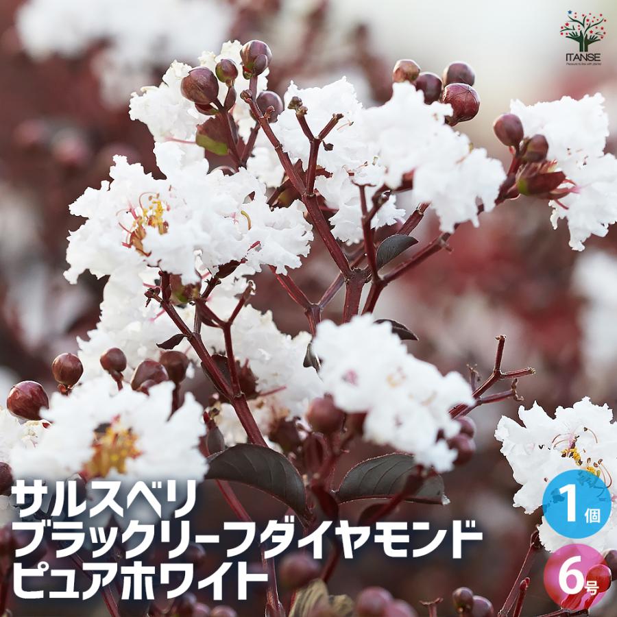 ITANSE サルスベリ ブラックリーフD ピュアW 花木苗 6号ポット/1個売り 百日紅 ヒャクジツコウ 花木 地植え : han04714 : 野菜苗・植物・青果物販売のITANSE ...