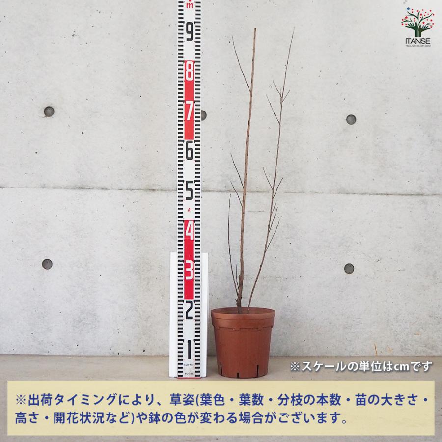 ITANSE サルスベリ ブラックリーフD ピュアW 花木苗 6号ポット/1個売り 百日紅 ヒャクジツコウ 花木 地植え : han04714 : 野菜苗・植物・青果物販売のITANSE ...