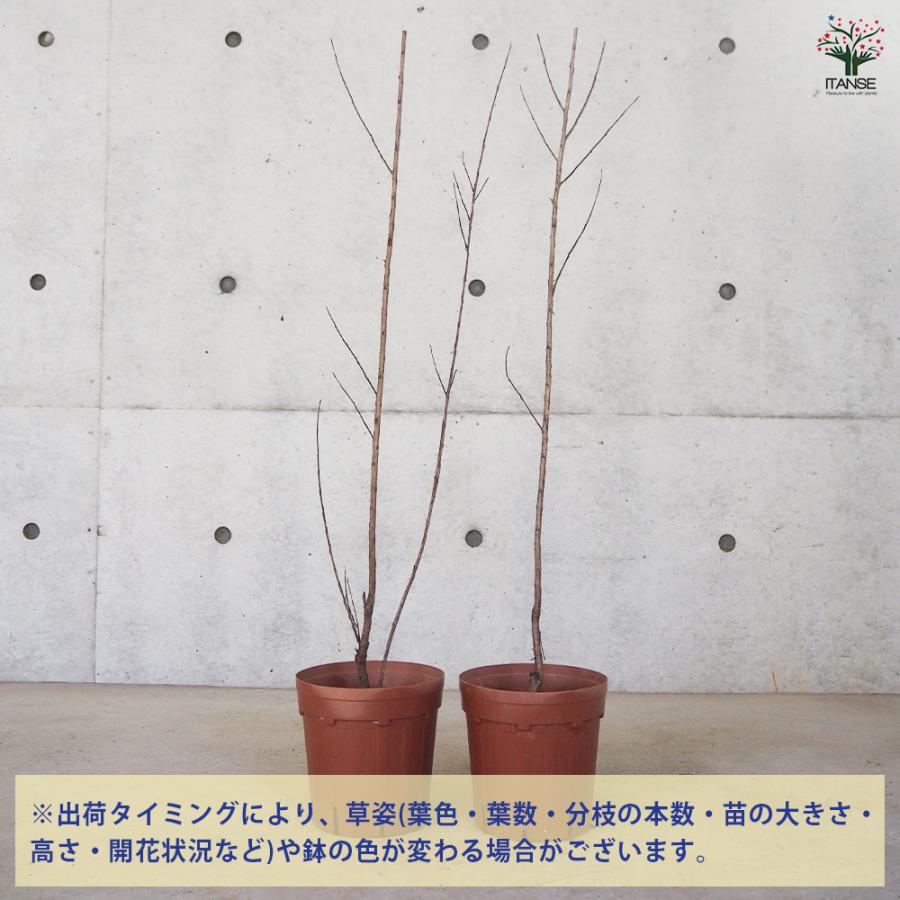 ITANSE サルスベリ ブラックリーフD ピュアW 花木苗 6号ポット/1個売り 百日紅 ヒャクジツコウ 花木 地植え : 野菜苗・植物・青果物販売のITANSE - 通販 - Yahoo ...