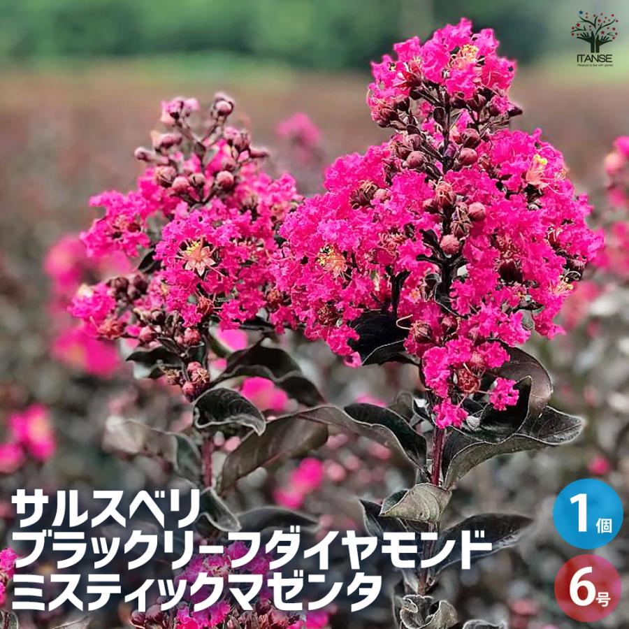 ITANSE サルスベリ ブラックリーフD ミスティックM 花木苗 6号ポット/1個売り 百日紅 ヒャクジツコウ 花木 花の木 地植え : 野菜苗・植物・青果物販売のITANSE - 通販 ...