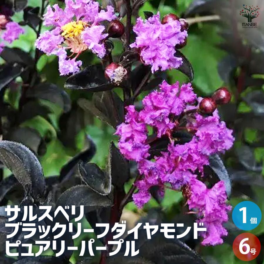 ITANSE サルスベリ ブラックリーフD ピュアリーP 花木苗 6号ポット/1個売り 百日紅 ヒャクジツコウ 花木 花の木 地植え : 野菜苗・植物・青果物販売のITANSE - 通販 ...