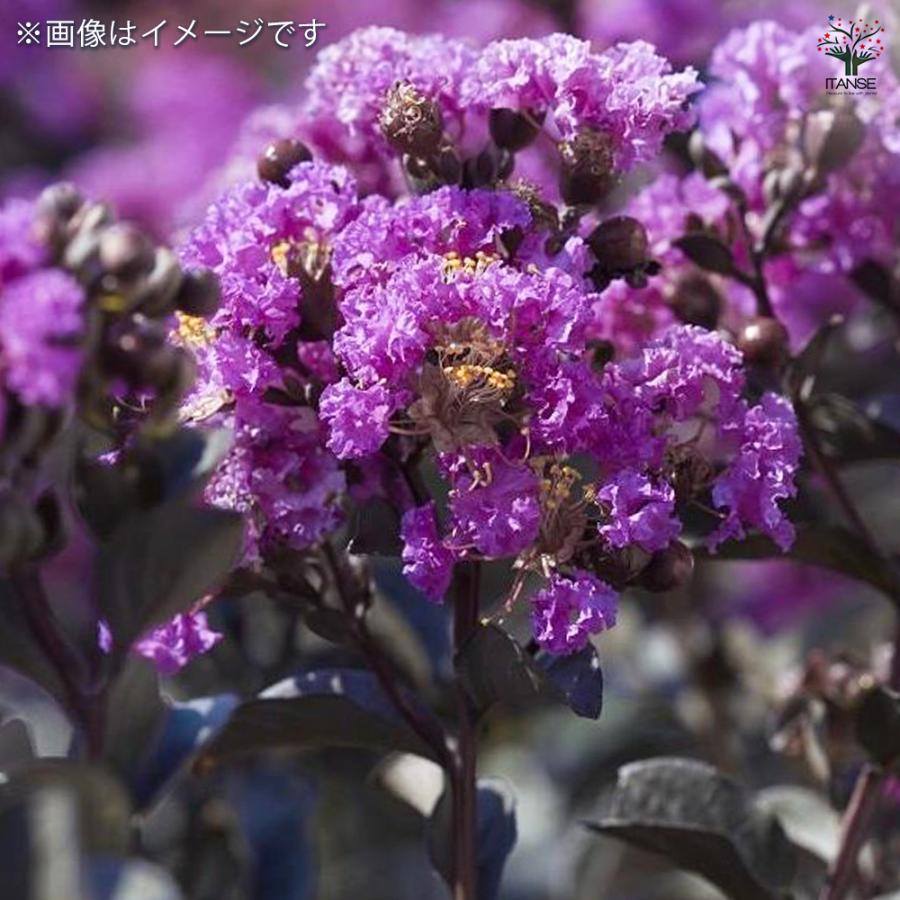 ITANSE サルスベリ ブラックリーフD ピュアリーP 花木苗 6号ポット/1個売り 百日紅 ヒャクジツコウ 花木 花の木 地植え : 野菜苗・植物・青果物販売のITANSE - 通販 ...