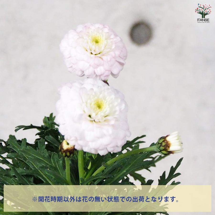 ITANSE マーガレット マルコロッシ 花苗 3.5号ポット/1個売り アンジェリック スイーツ アネモネ咲き イタンセ公式 : 野菜苗・植物・青果物販売のITANSE - 通販 ...