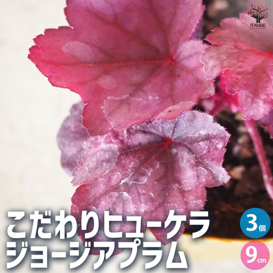 ITANSE こだわりヒューケラ ジョージアプラム 花苗 9cmポット/お買い得3個セット コーラルベル コーラルフラワー : 野菜苗・植物・青果物販売のITANSE - 通販 - Yahoo ...