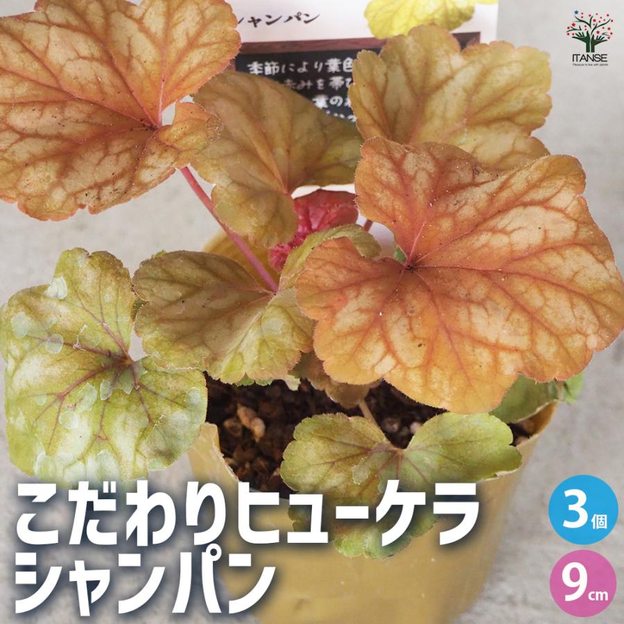 ITANSE こだわりヒューケラ シャンパン 花苗 9cmポット/お買い得3個セット コーラルベル コーラルフラワー : 野菜苗・植物・青果物販売のITANSE - 通販 - Yahoo!ショッピング