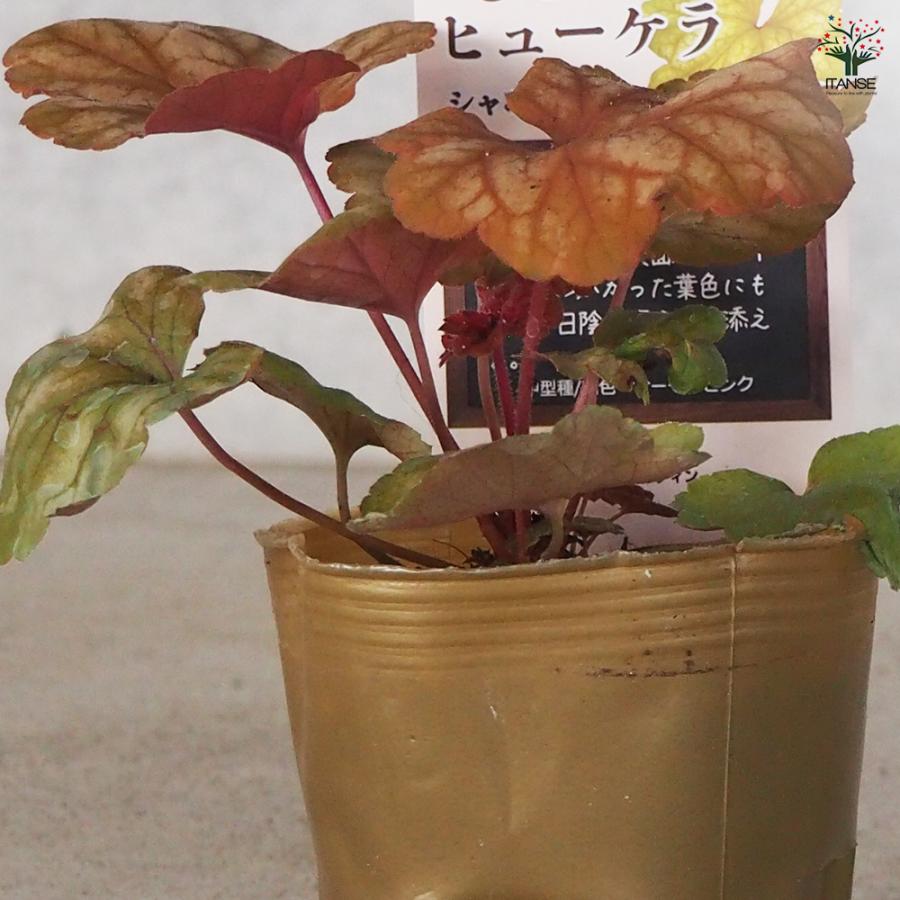 ITANSE こだわりヒューケラ シャンパン 花苗 9cmポット/お買い得3個セット コーラルベル コーラルフラワー : 野菜苗・植物・青果物販売のITANSE - 通販 - Yahoo!ショッピング