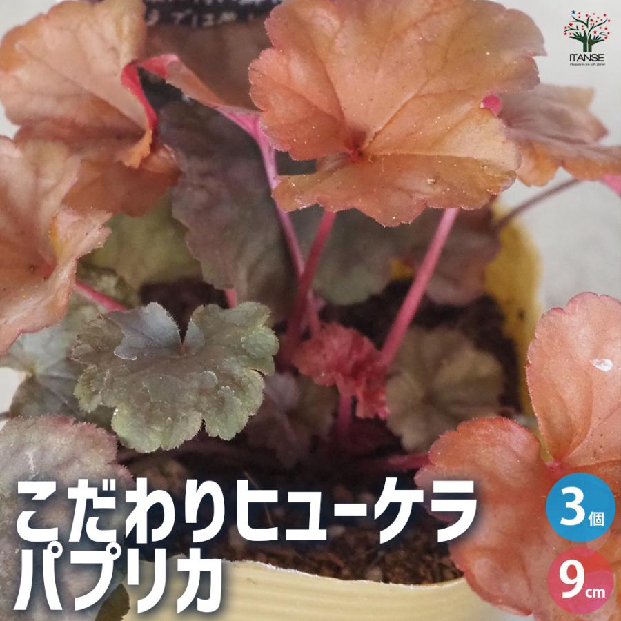 ITANSE こだわりヒューケラ パプリカ 花苗 9cmポット/お買い得3個セット コーラルベル コーラルフラワー : 野菜苗・植物・青果物販売のITANSE - 通販 - Yahoo!ショッピング