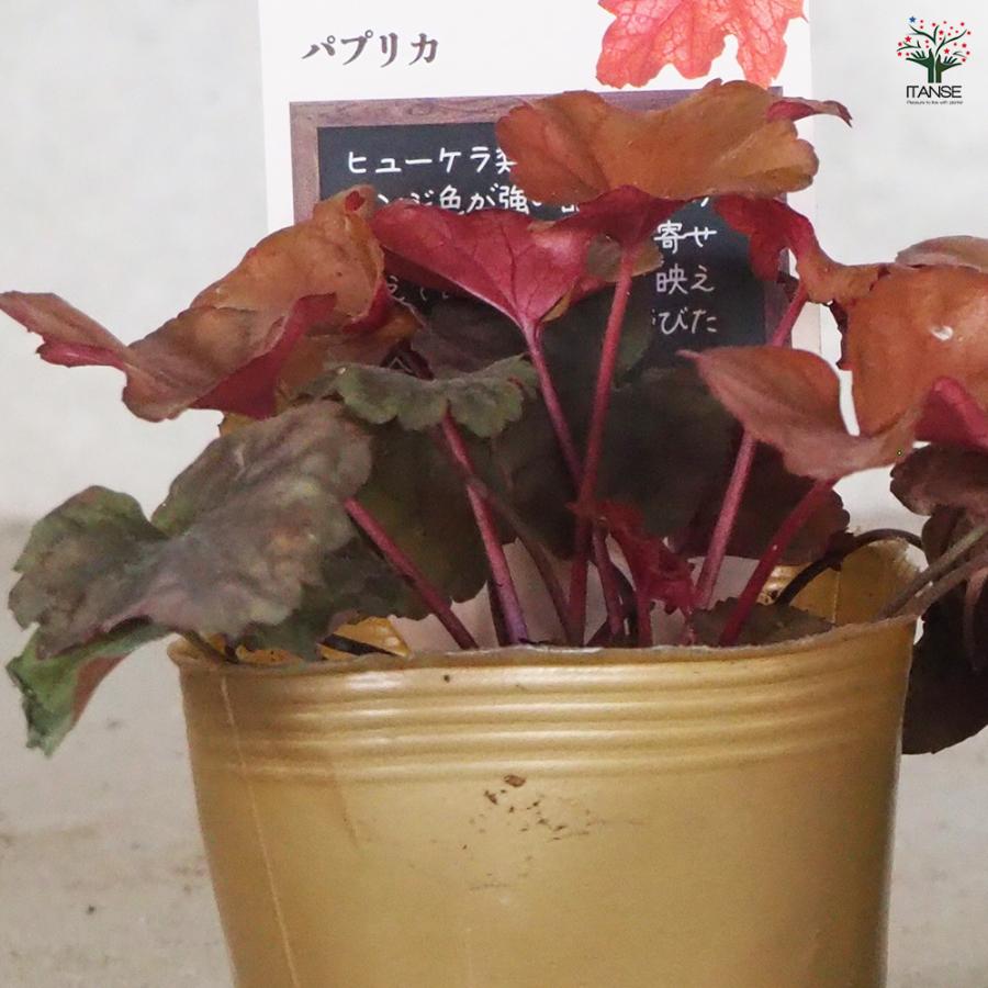 ITANSE こだわりヒューケラ パプリカ 花苗 9cmポット/お買い得3個セット コーラルベル コーラルフラワー :han04801:野菜苗・植物・青果物販売のITANSE - 通販 ...