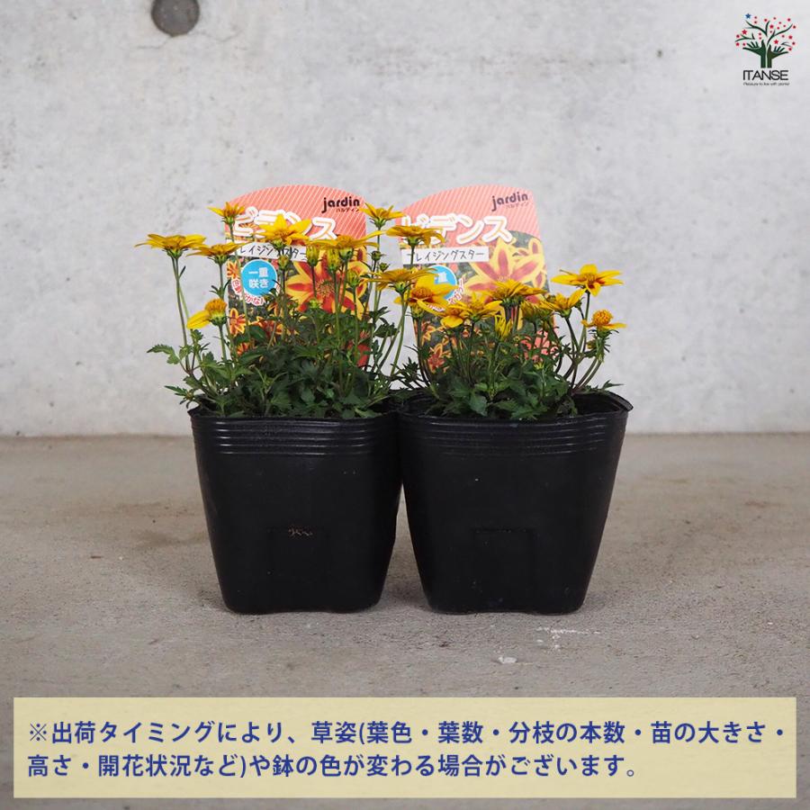 ITANSE ビデンス ブレイジングスター 一重咲き 花苗 10.5cmポット/お買い得3個セット ウィンターコスモス : 野菜苗・植物・青果物販売のITANSE - 通販 - Yahoo ...
