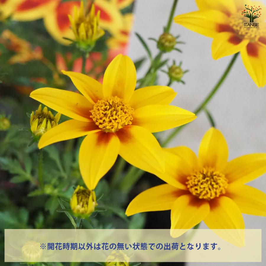 ITANSE ビデンス ブレイジングスター 一重咲き 花苗 10.5cmポット/お買い得3個セット ウィンターコスモス : 野菜苗・植物・青果物販売のITANSE - 通販 - Yahoo ...