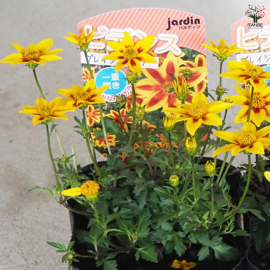ITANSE ビデンス ブレイジングスター 一重咲き 花苗 10.5cmポット/お買い得3個セット ウィンターコスモス : 野菜苗・植物・青果物販売のITANSE - 通販 - Yahoo ...